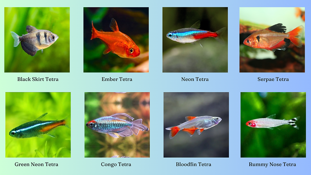 Tetras Fish - Fishkeeping, Aquariums, Care & More | Fishkeeping World